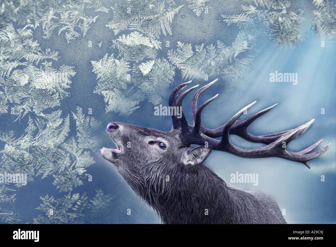 Stag with hi-res stock photography and images - Alamy