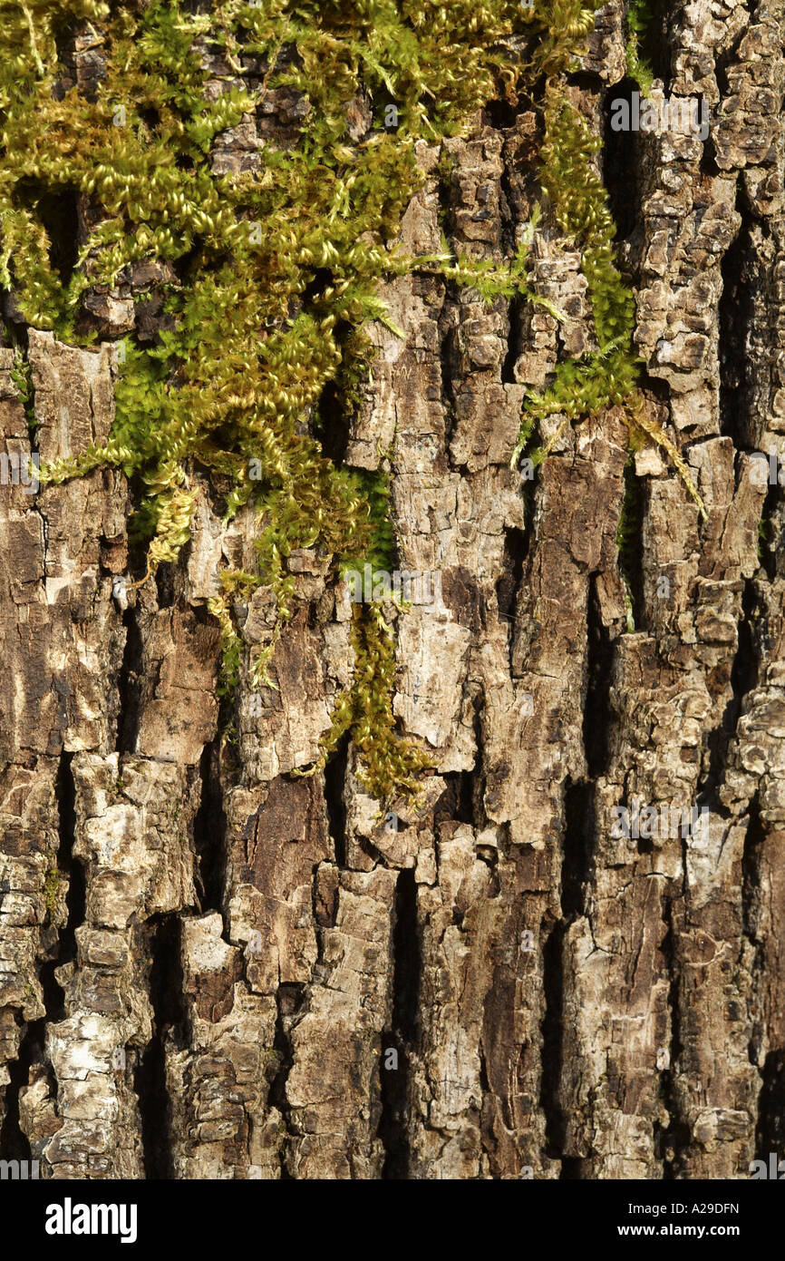 Maple tree bark lichens hi-res stock photography and images - Alamy