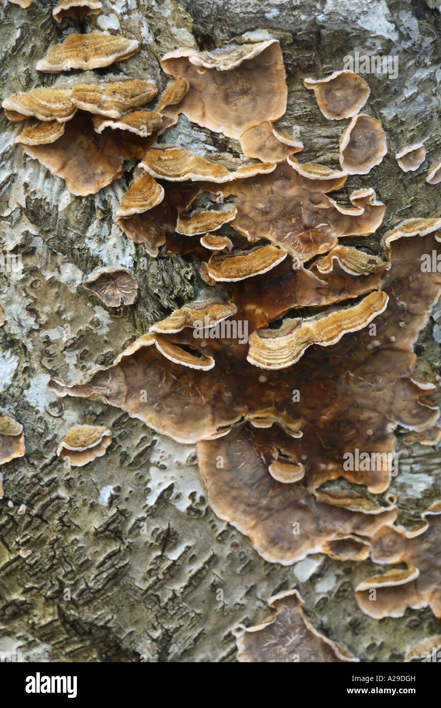 Fungus on Tree Bark Stock Photo - Alamy