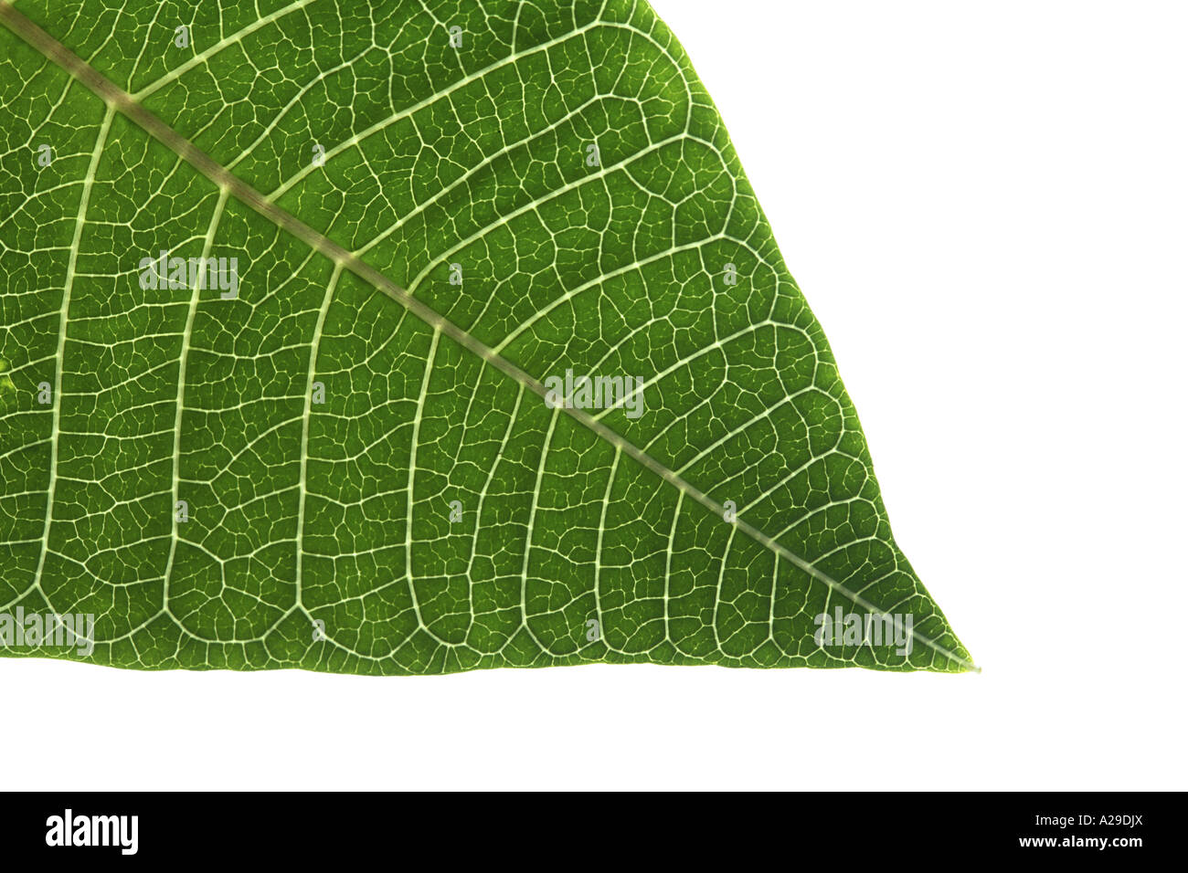 Leaf Close up Stock Photo - Alamy