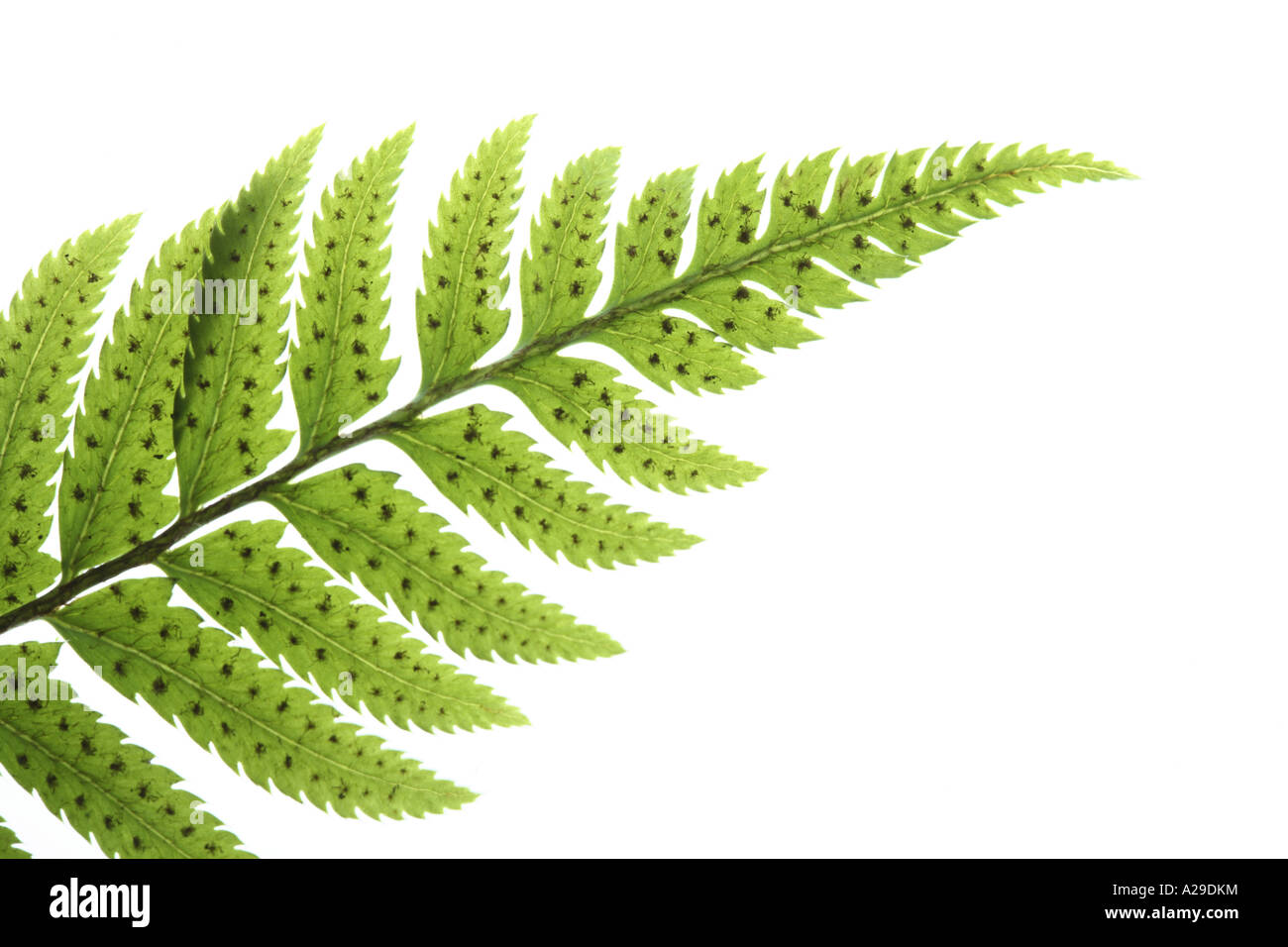 Fern Close Up Detail Stock Photo - Alamy
