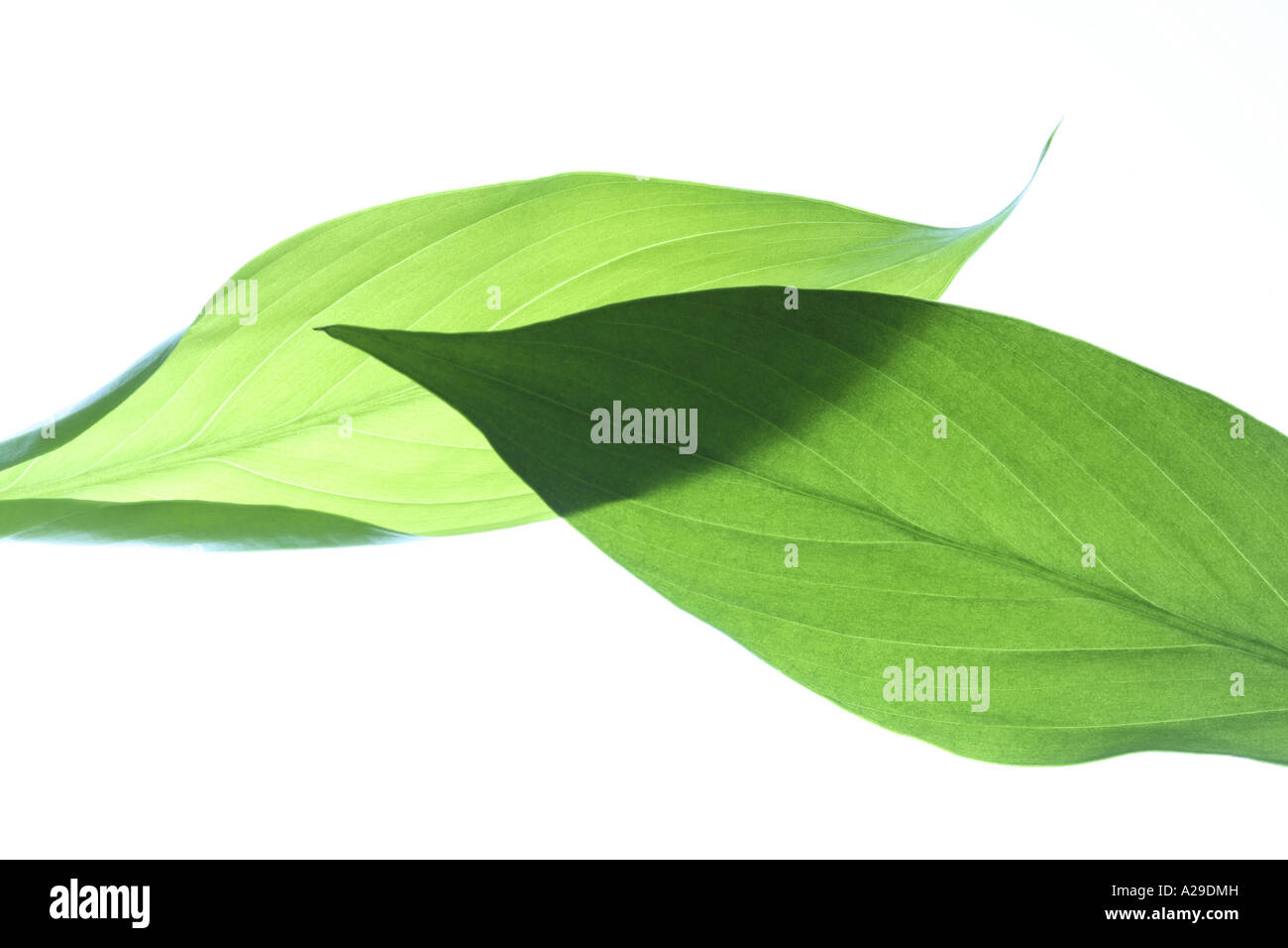 Peace Lily Leaves Stock Photo - Alamy