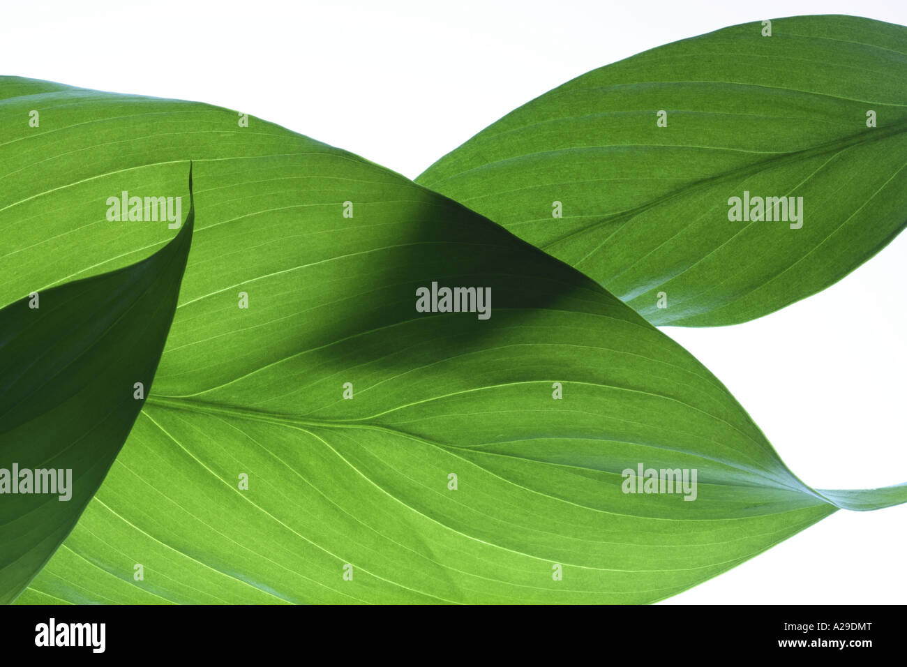 Peace Lily Leaves Stock Photo - Alamy