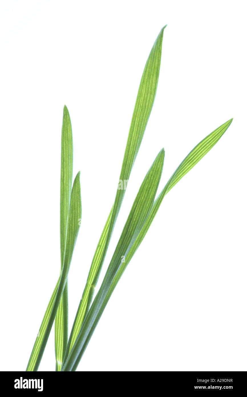 Plant blades Cut Out Stock Images & Pictures - Alamy