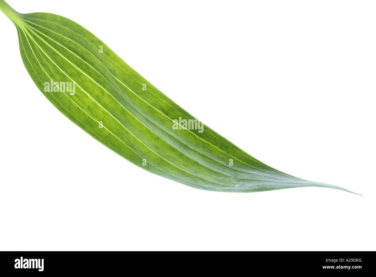 Single green leaf hi-res stock photography and images - Alamy