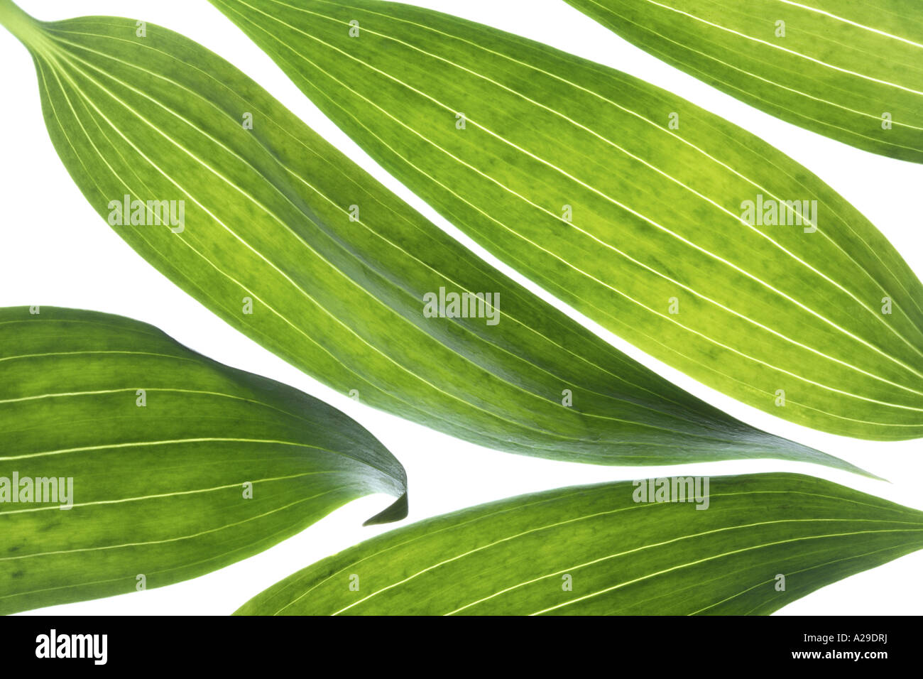Spring background green leaves hi-res stock photography and images - Alamy