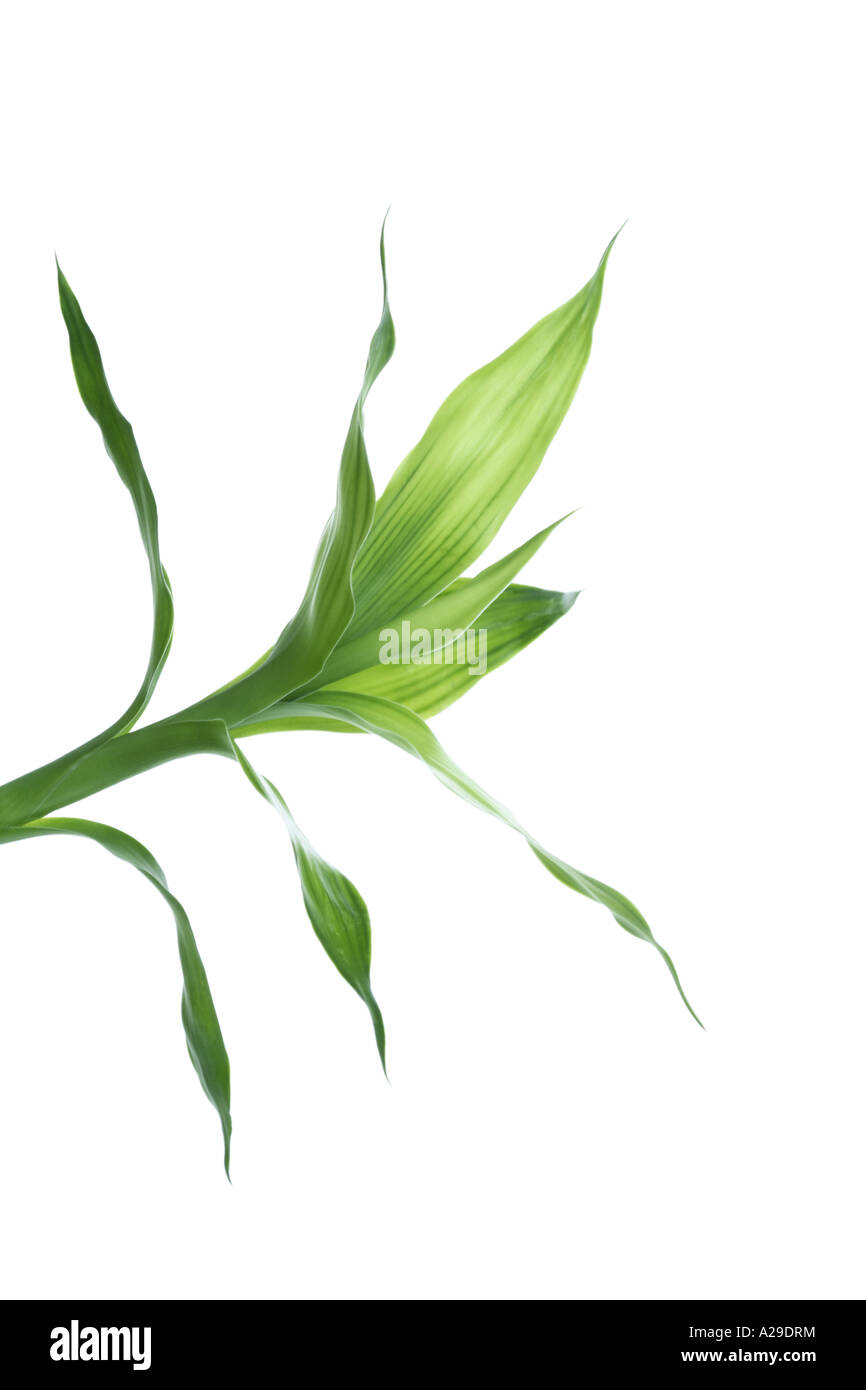 Bamboo detail leaf Cut Out Stock Images & Pictures - Alamy