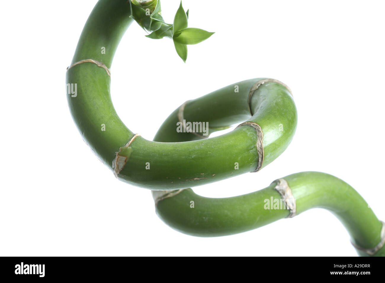Curly bamboo hi-res stock photography and images - Alamy