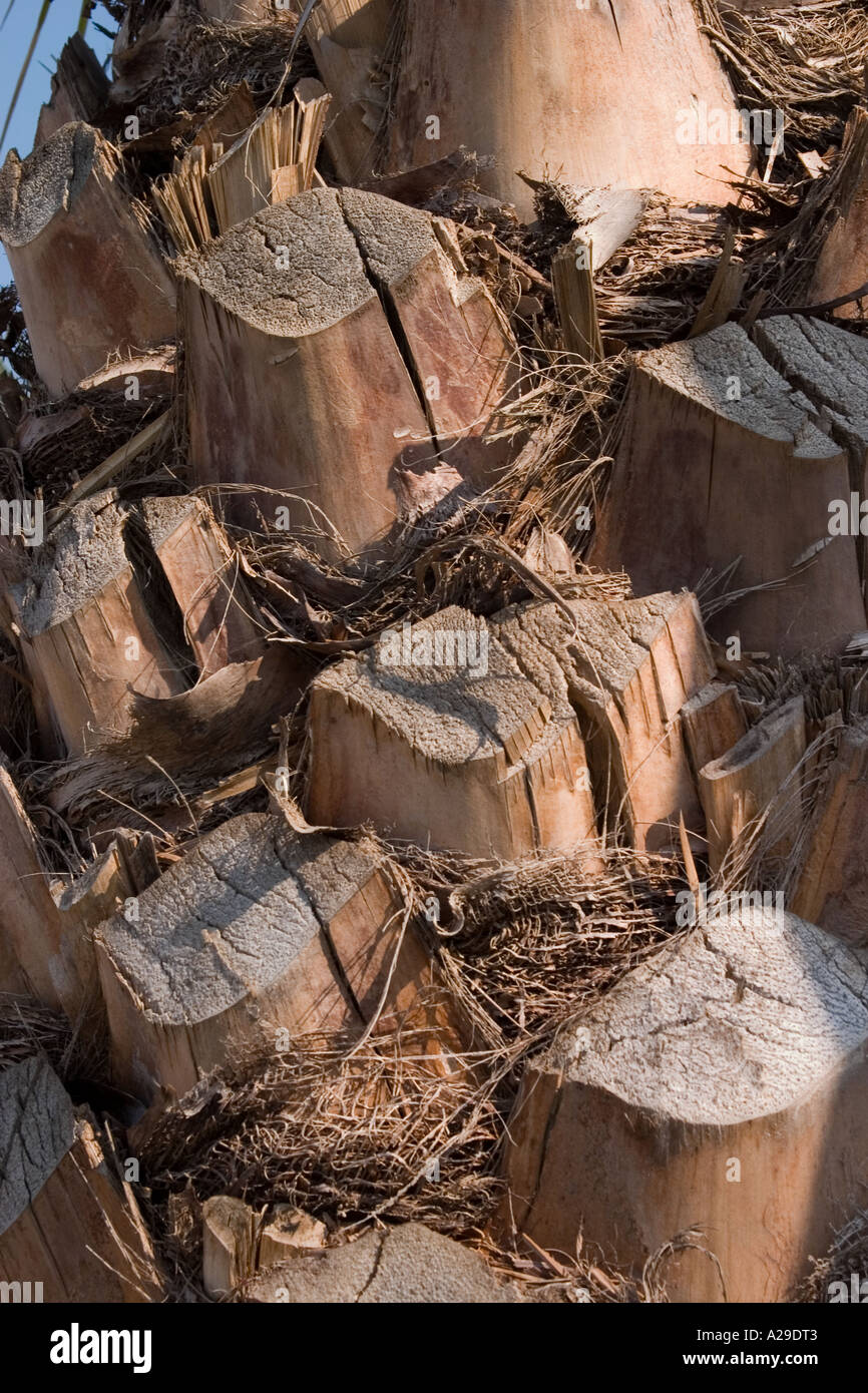 Palm tree detail: cropped branches Stock Photo - Alamy