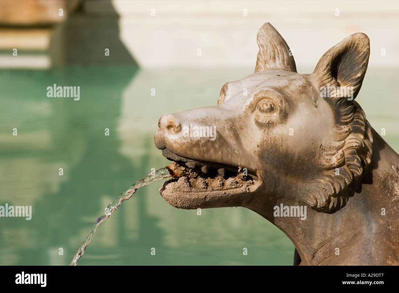 Tuscany wolves hi-res stock photography and images - Alamy
