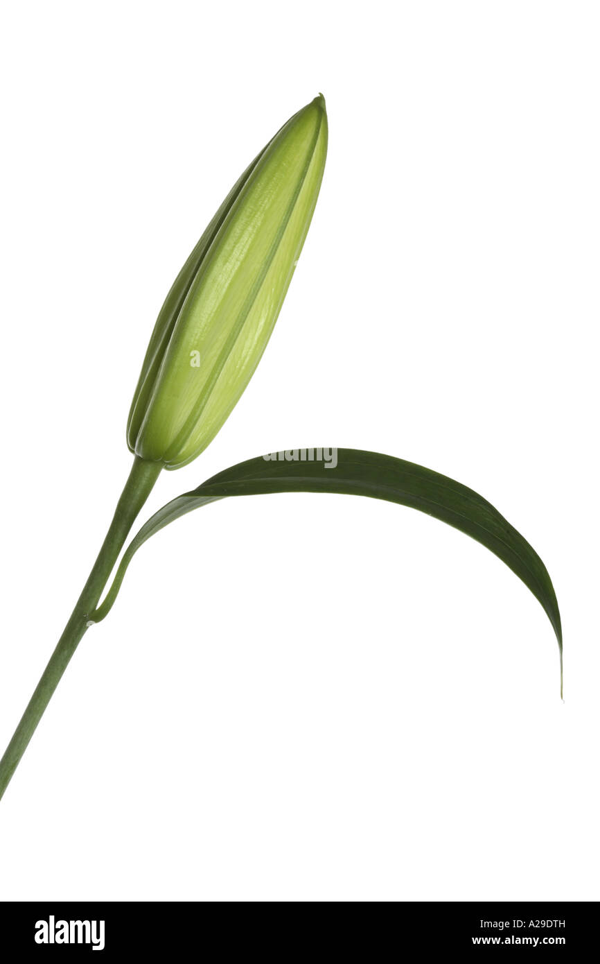 Budding bud Cut Out Stock Images & Pictures - Alamy