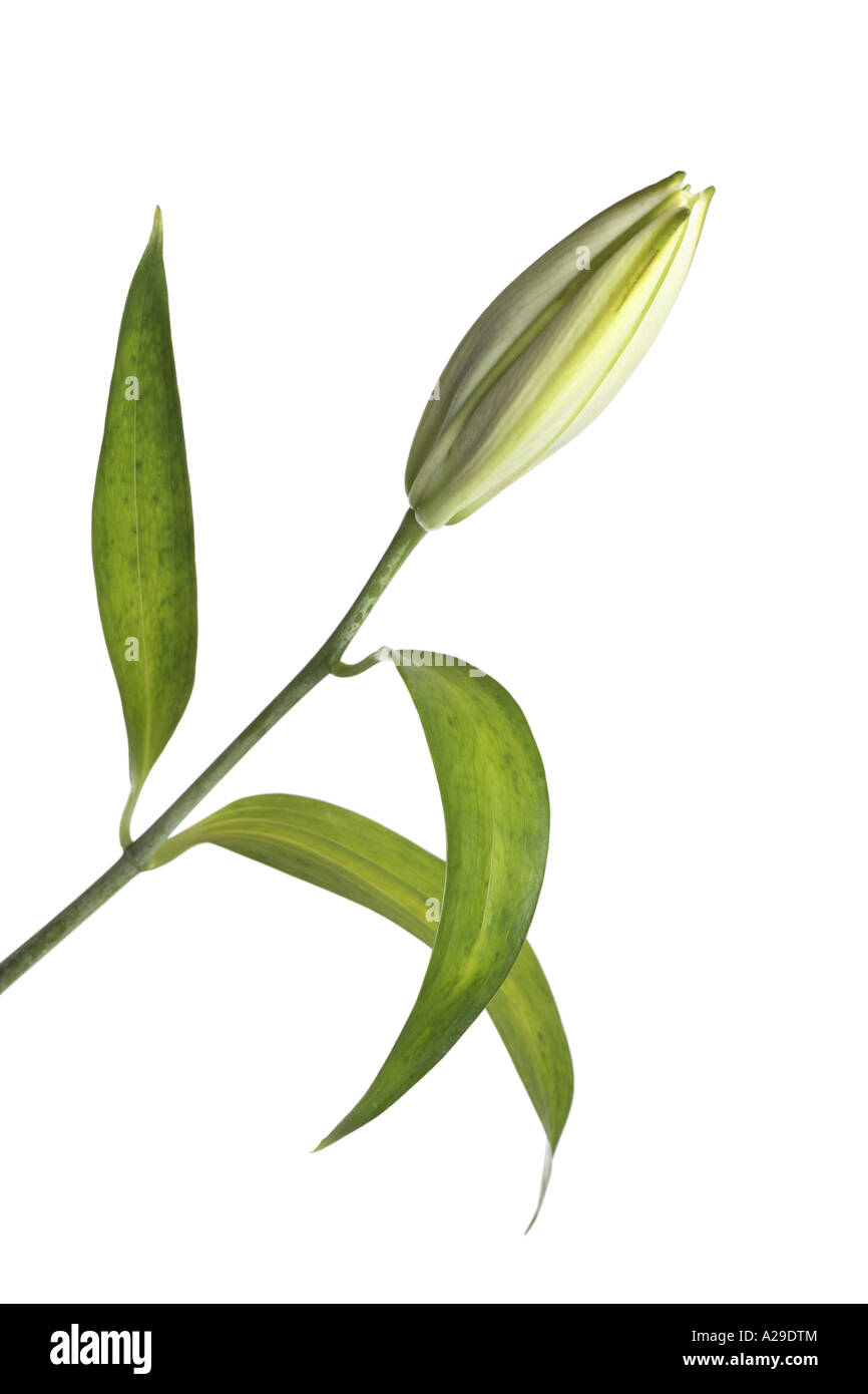 Beauty budding grow spring pretty plant hi-res stock photography and ...