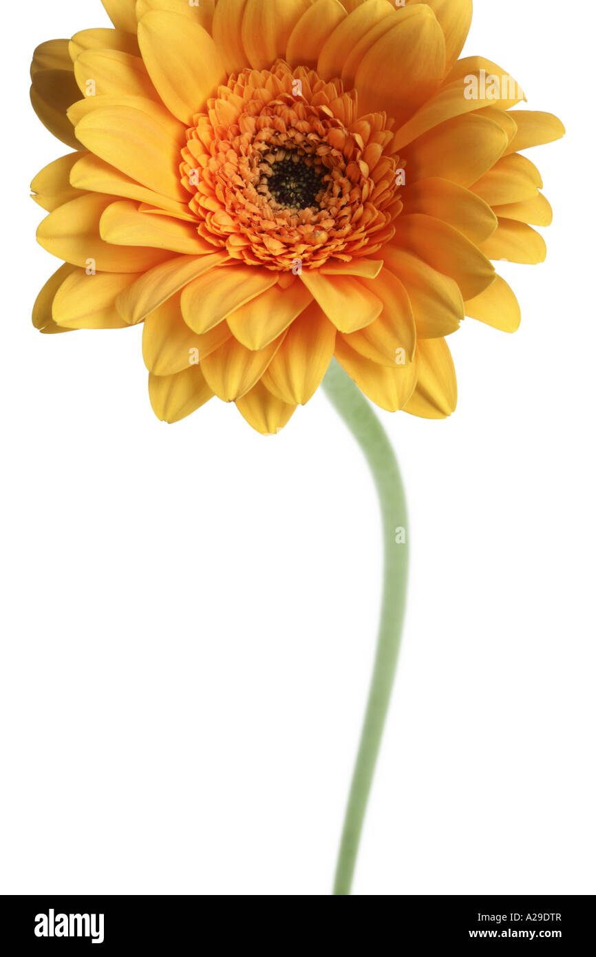 Gerber Daisy on White Background Stock Photo - Alamy