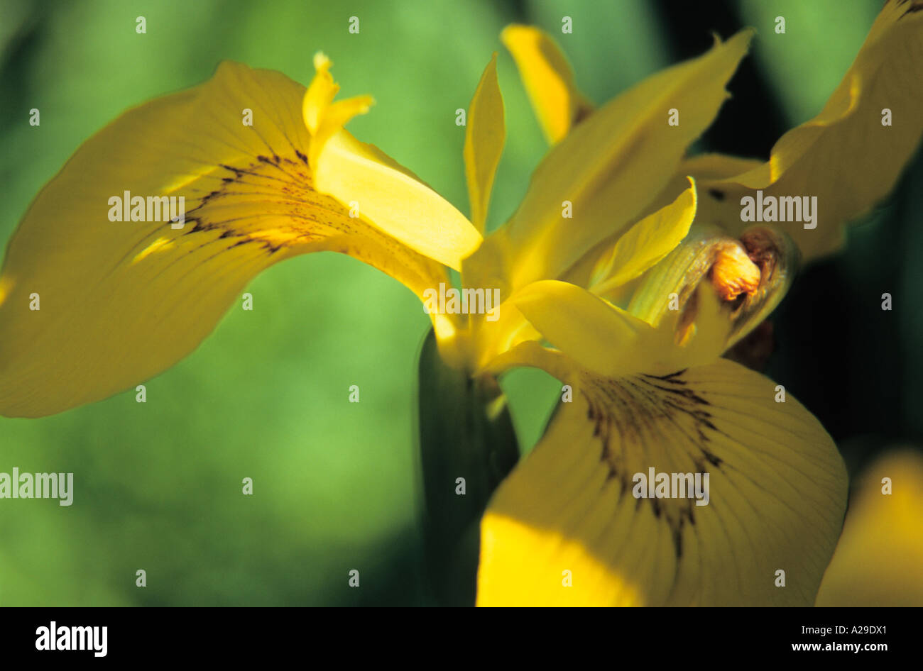 Yellow iris pseudacorus hi-res stock photography and images - Alamy