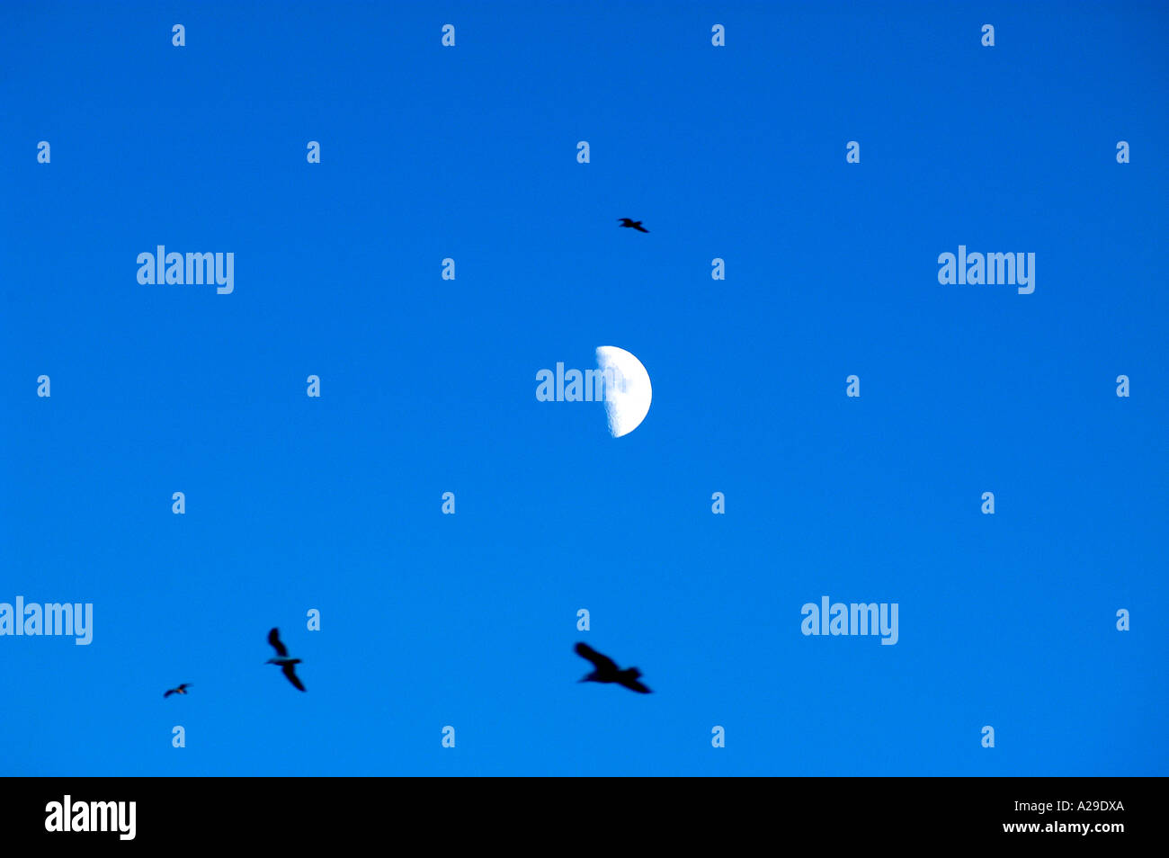 bird and moon Stock Photo - Alamy