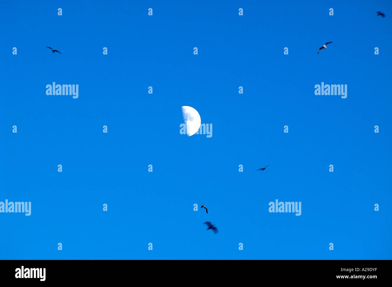 Birds with moon hi-res stock photography and images - Alamy