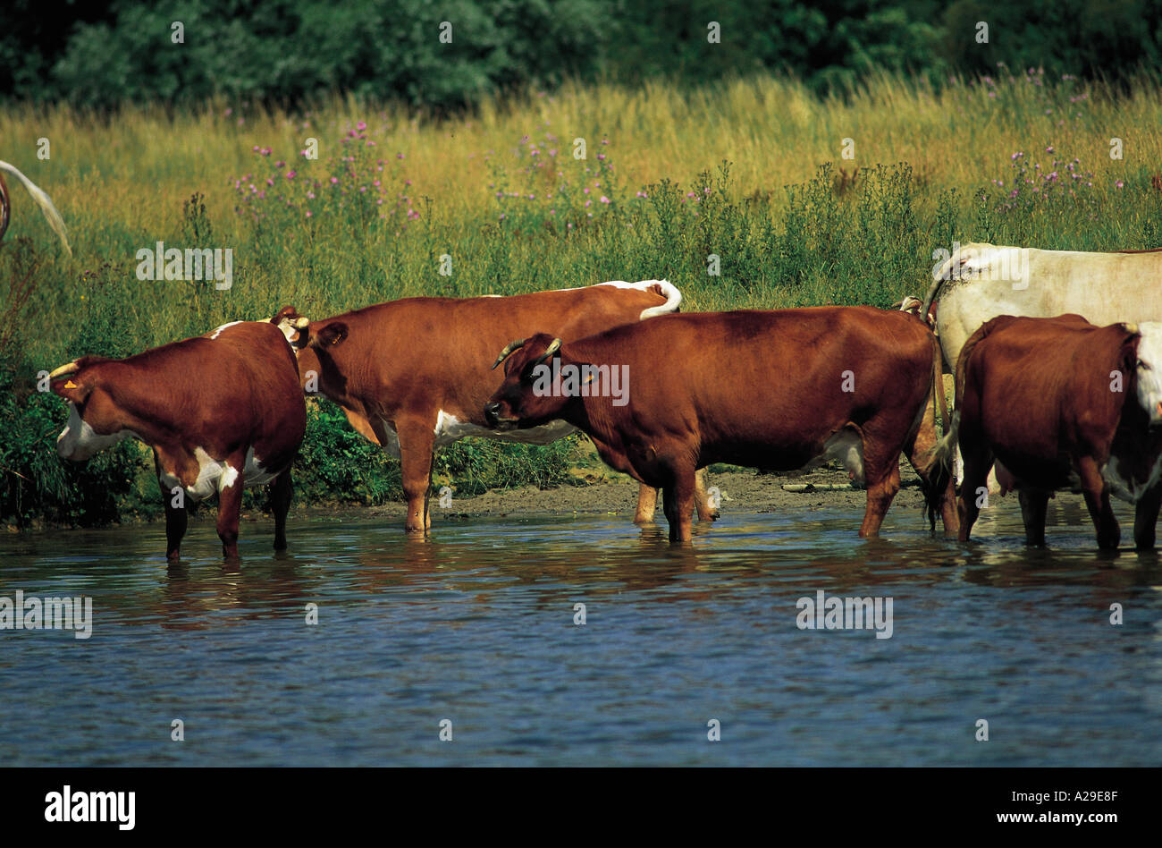 COWS BATHING IN RIVER SEINE NORMANDY FRANCE S Grandadam Stock Photo - Alamy