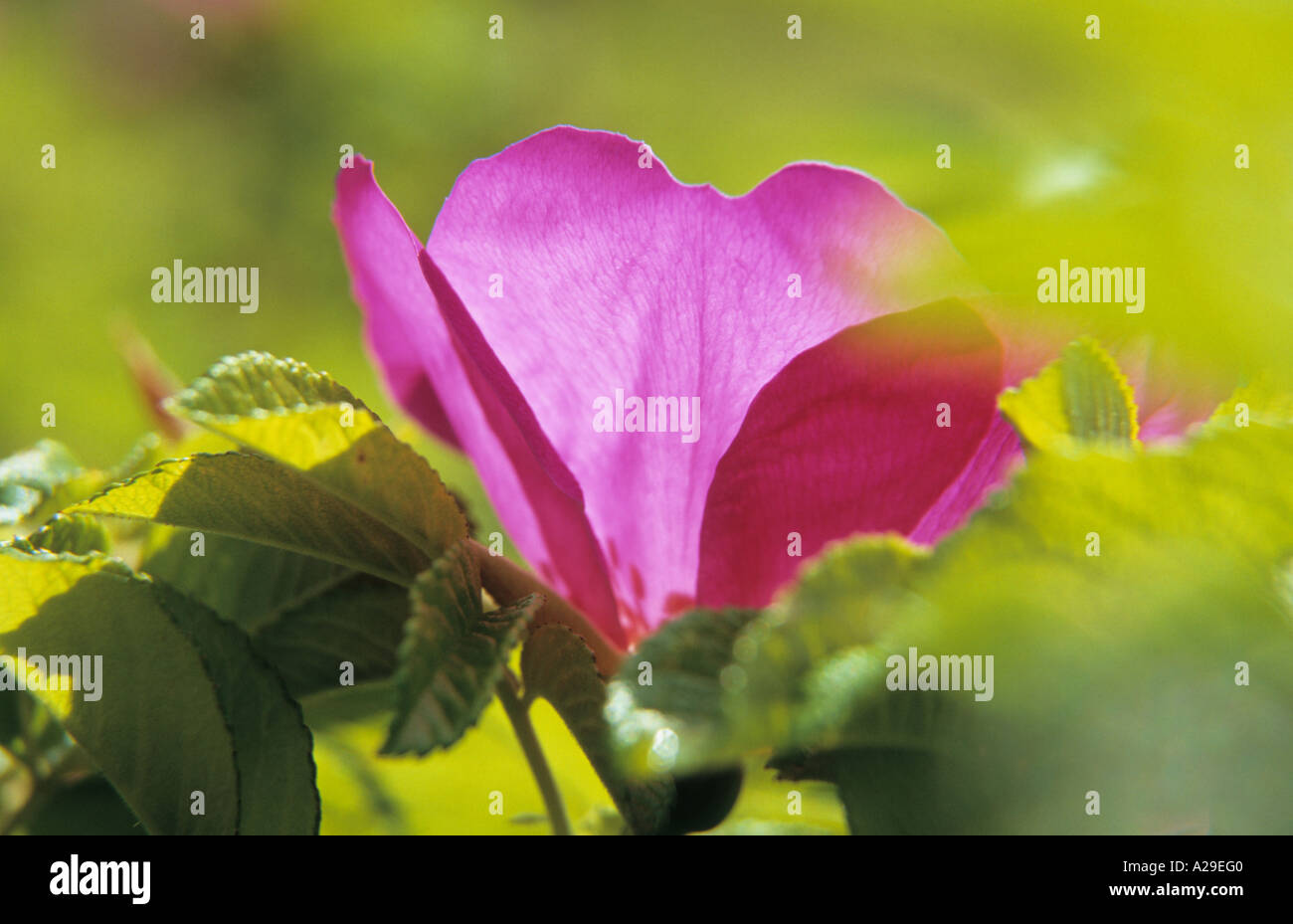 Close up japanese rose hi-res stock photography and images - Alamy
