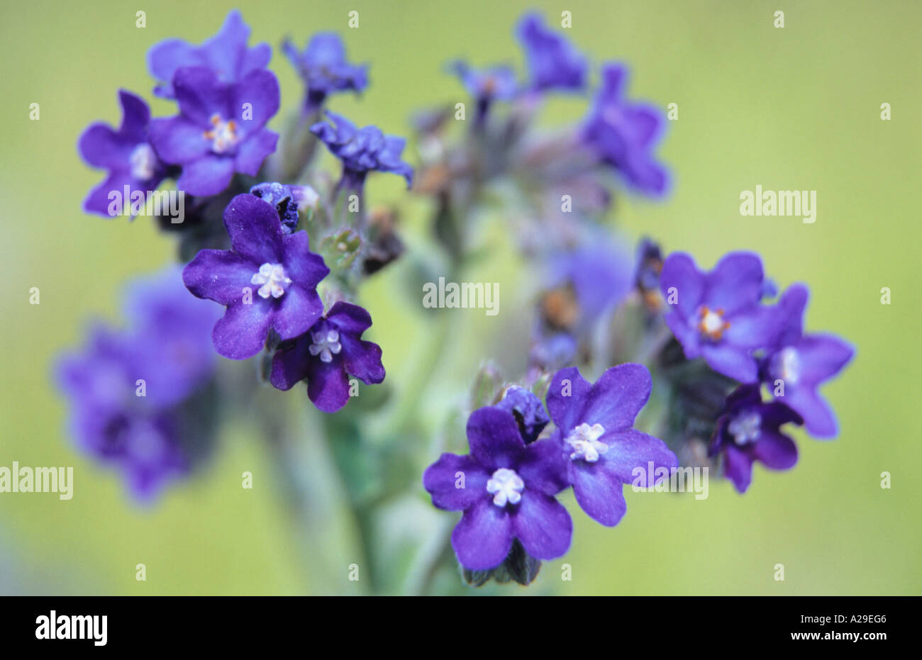 Blue anchusa officinalis hi-res stock photography and images - Alamy