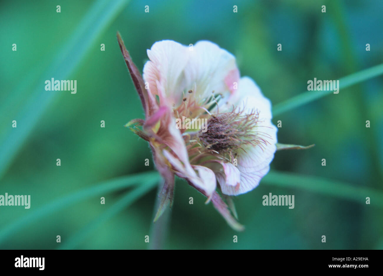 Geum rivale white hi-res stock photography and images - Alamy