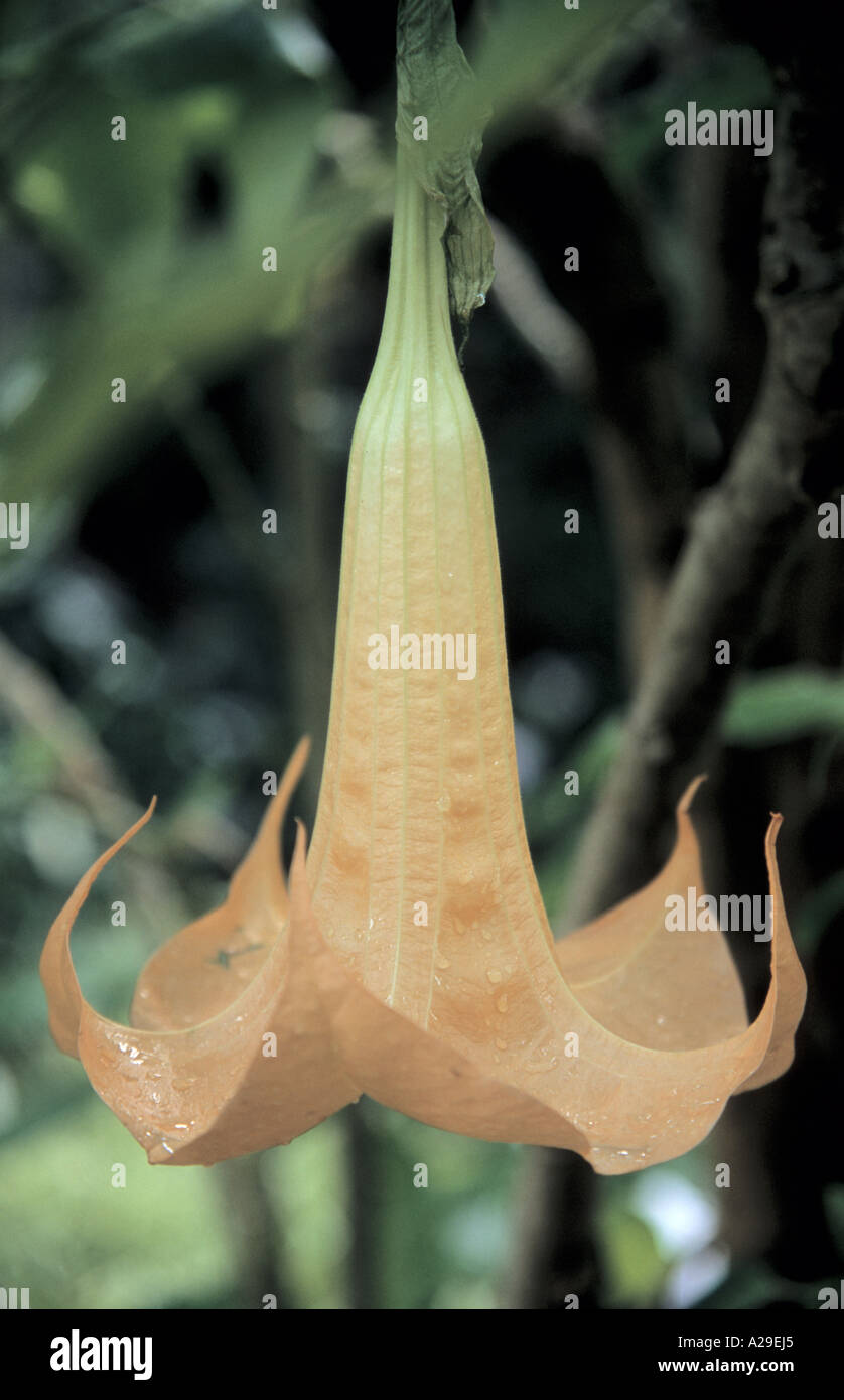 Flower of Brougmasia mollis Angels Trumpet Dama de Noche in Puerto de ...