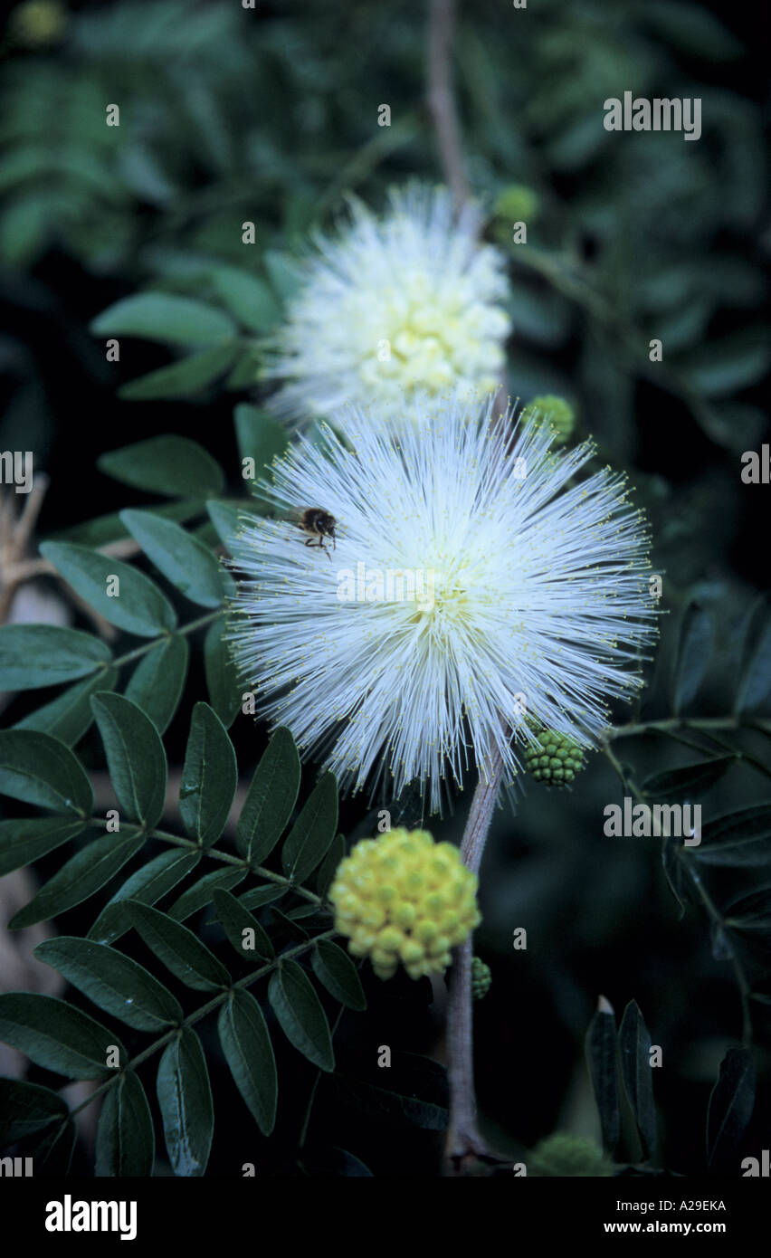 Closeup flower bud calliandra hi-res stock photography and images - Alamy