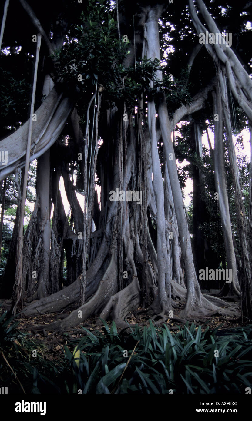 Overground tree roots hi-res stock photography and images - Alamy