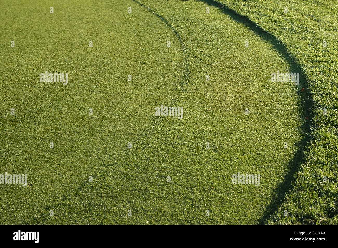 Close up image of a golf green showing the different cuts of grass. The ...