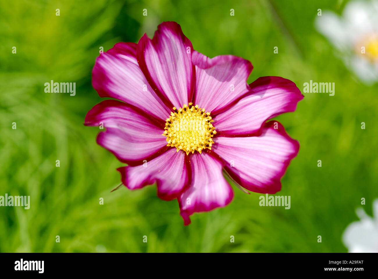 cosmos candy stripe Cosmos bipinnatus magenta picotee edge Single bloom ...
