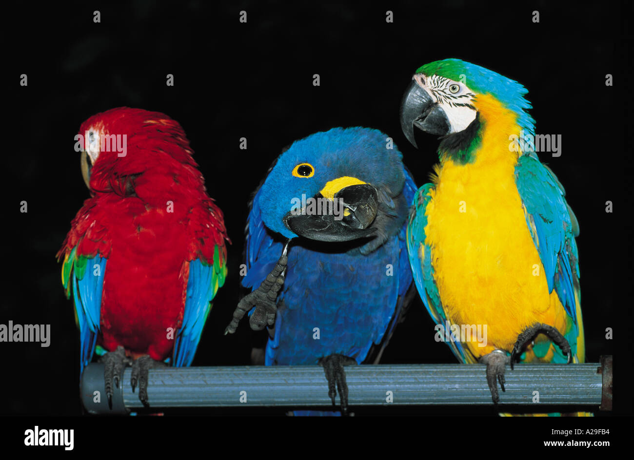 Three parrots hi-res stock photography and images - Alamy