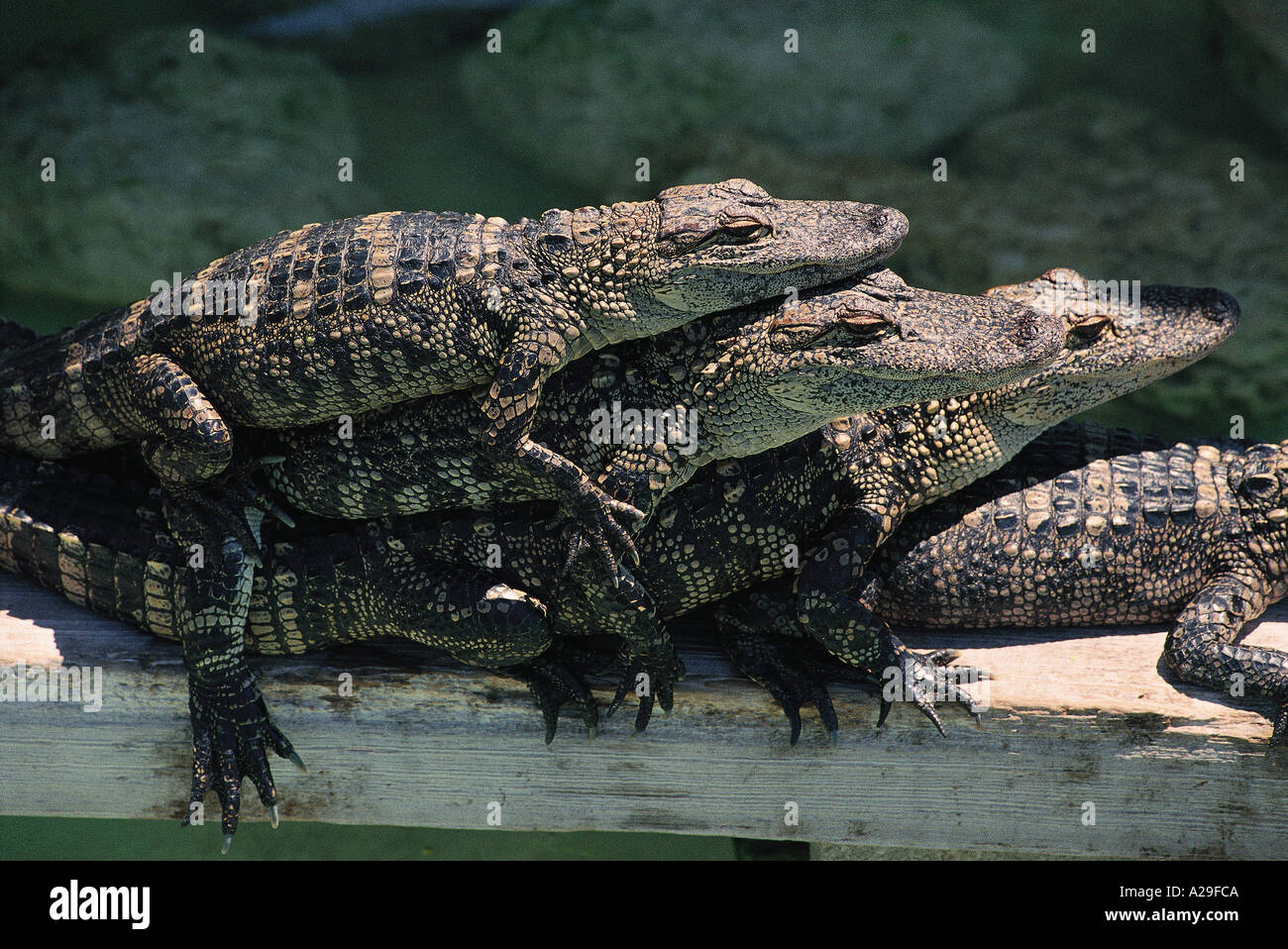 Alligators in miami florida hi-res stock photography and images - Alamy