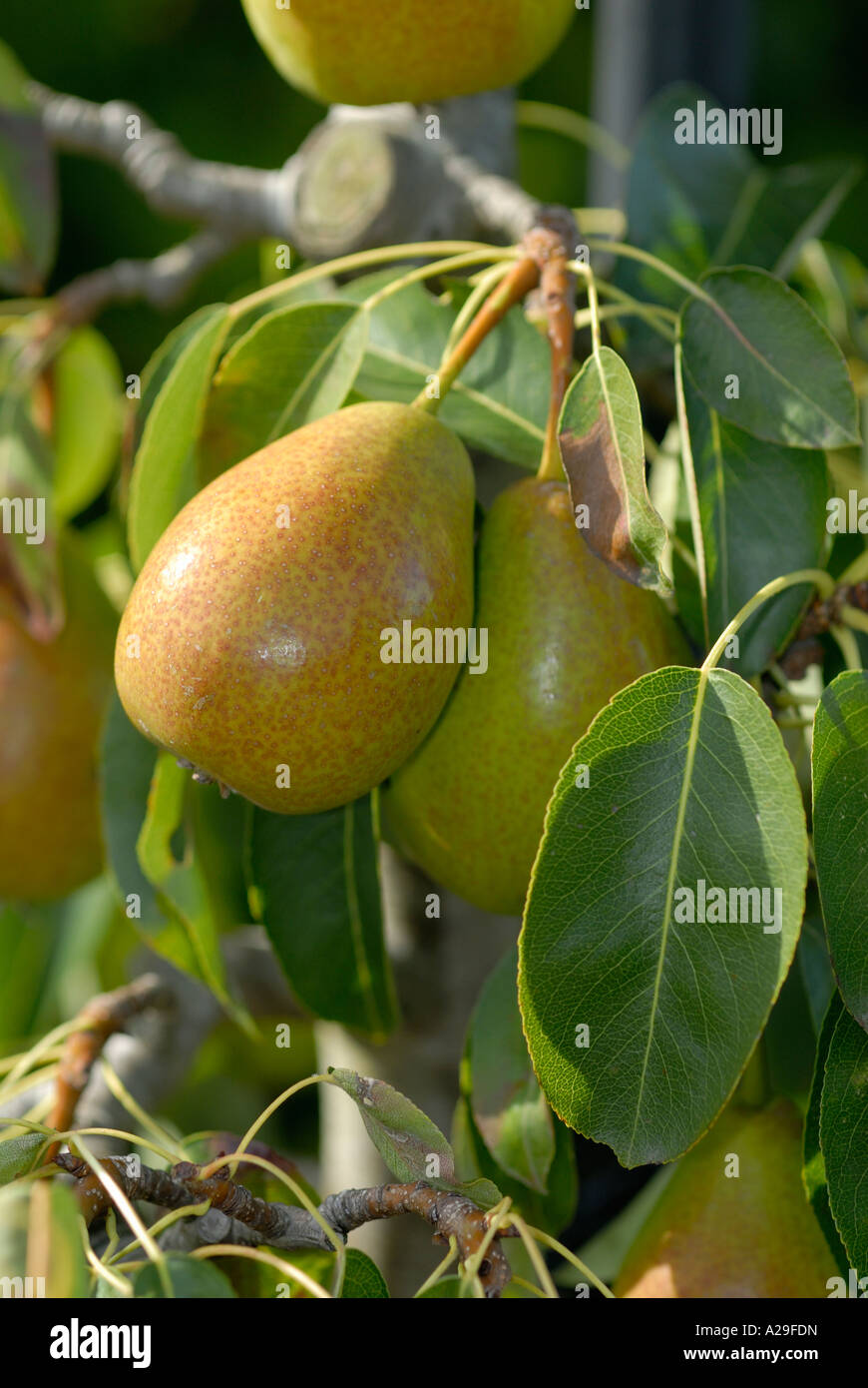 Pear hanging from a tree hi-res stock photography and images - Alamy