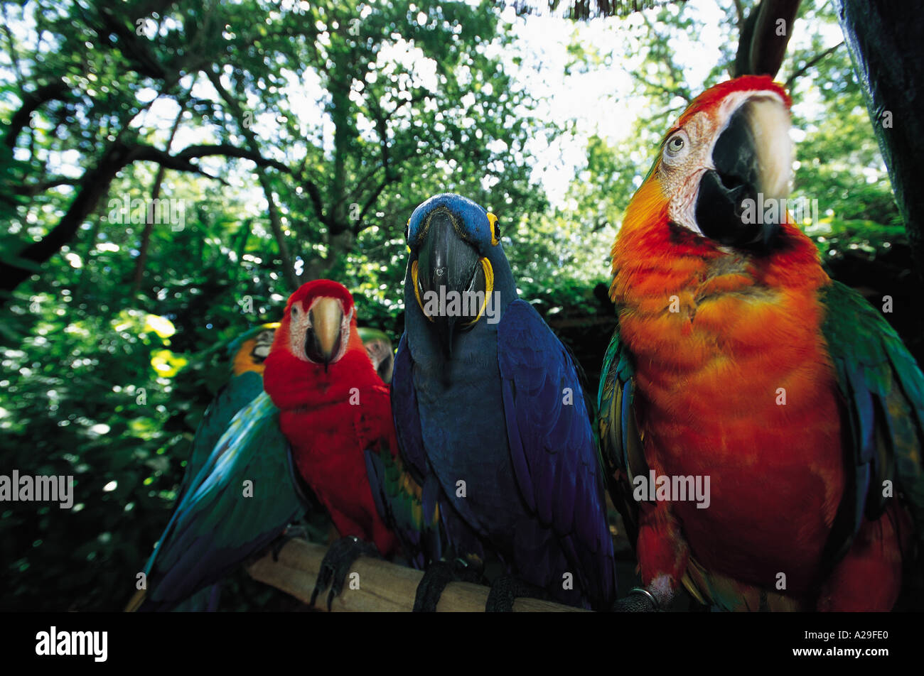 Parrots jungle Miami Florida USA S Grandadam Stock Photo - Alamy