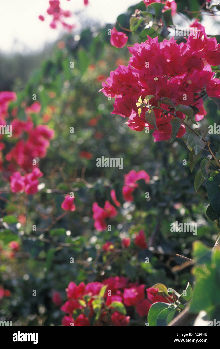 Morocco flower perfume hi-res stock photography and images - Alamy