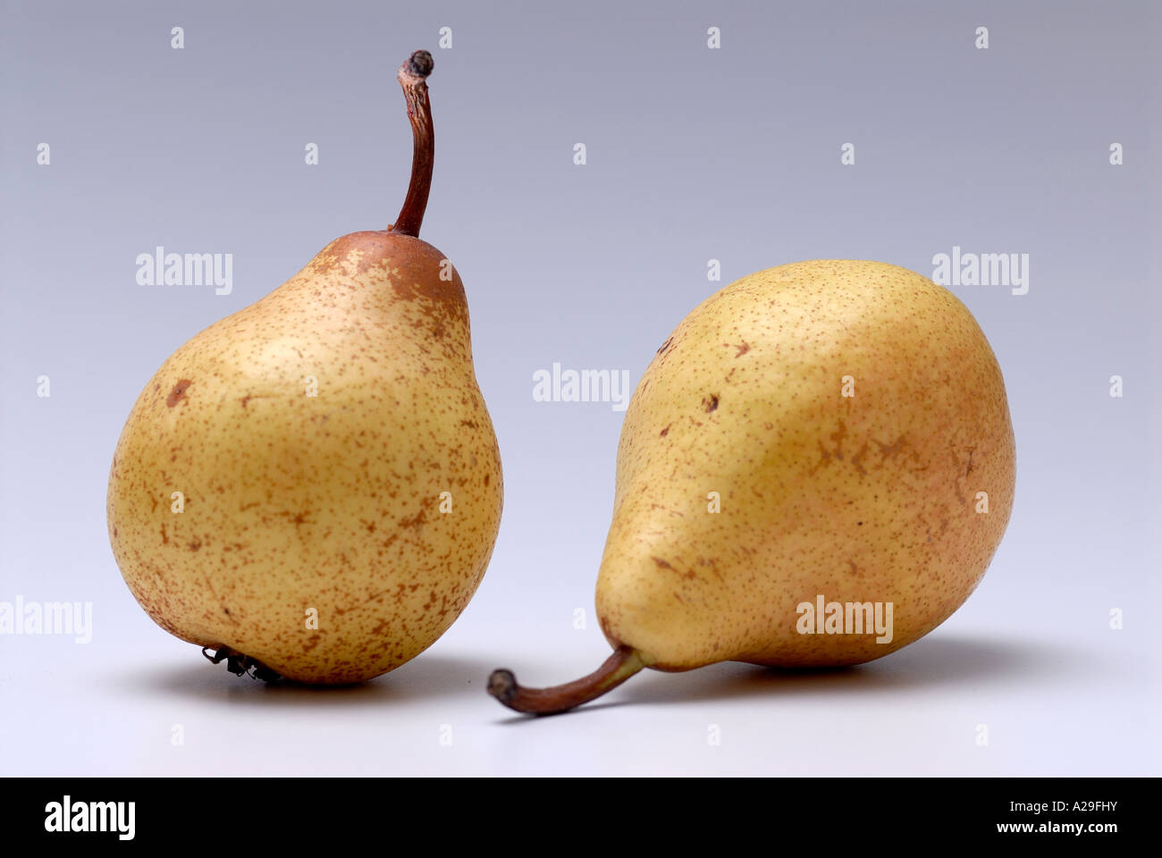 Two pears photographed against graduated grey background Stock Photo ...