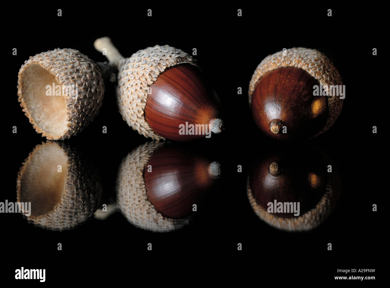 Acorns from Ilex. Two acorns and one empty cup Missing friends concept ...