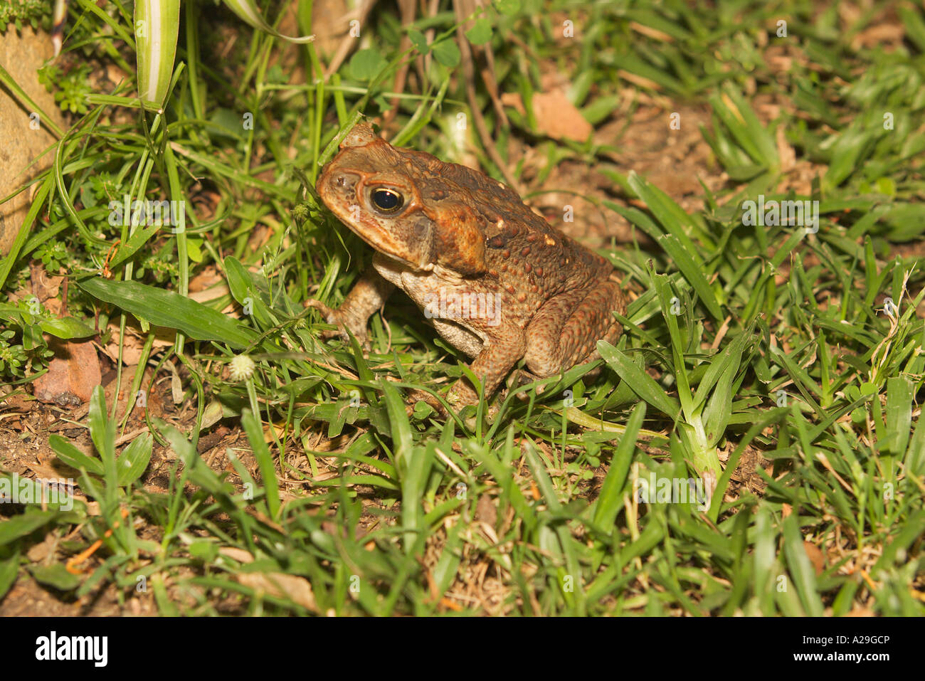 Cane Toad Bufo marinus Stock Photo - Alamy