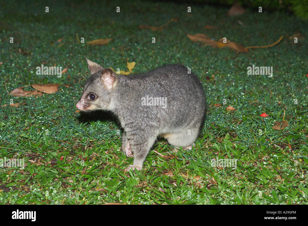 Common Brushtail Possum Trichosurus vulpecula Stock Photo - Alamy