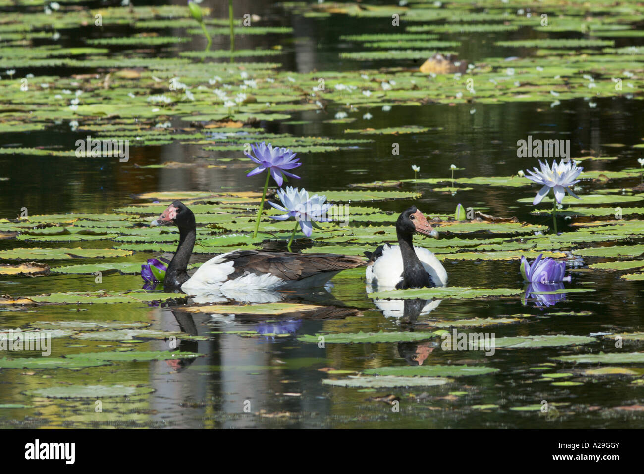 Pied goose hi-res stock photography and images - Alamy