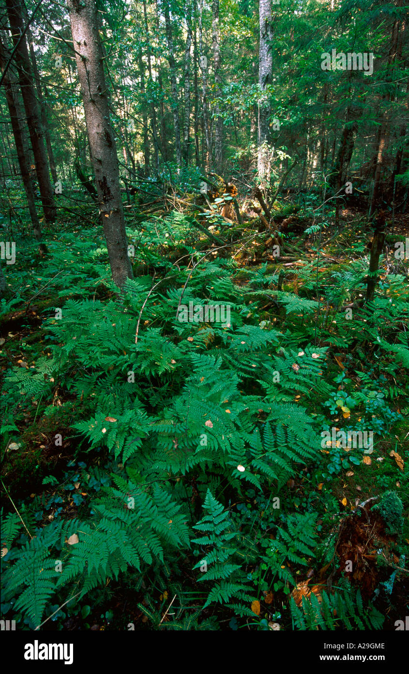 Pristine forest undergrowth Stock Photo - Alamy