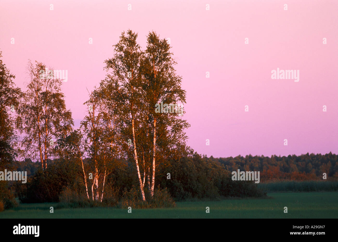 Grassland pink meadow plant hi-res stock photography and images - Alamy