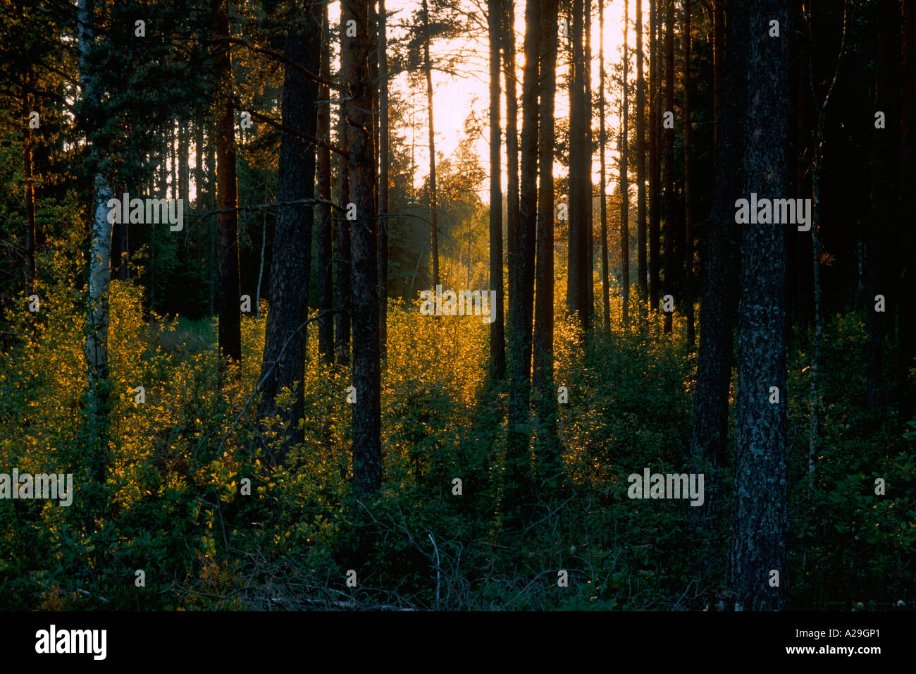 Coniferous broad leaved mixed forest hi-res stock photography and ...