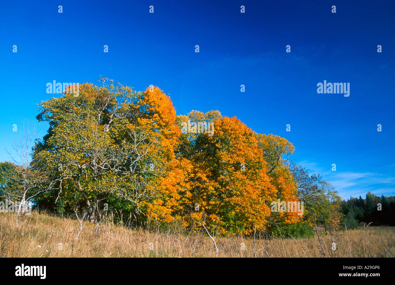 Maples group hi-res stock photography and images - Alamy