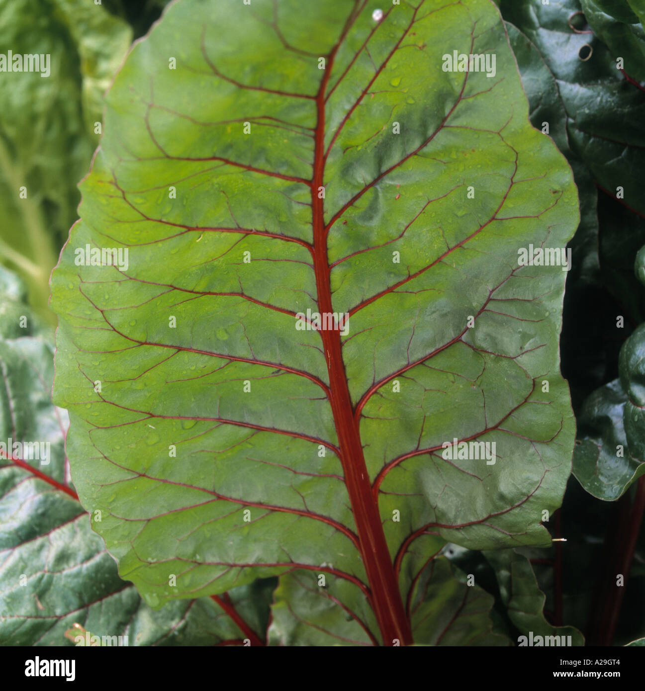 RED CHARD VEGETABLES Italian Luigi Valducci with his world famous ...