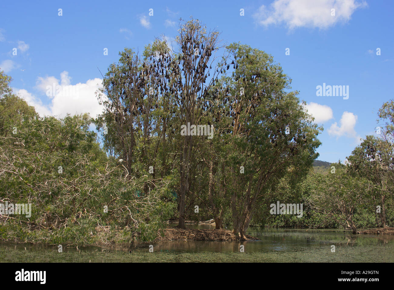 Little Red Flying Fox Pteropus Scapulatus Colony In A Eucalyptus Tree