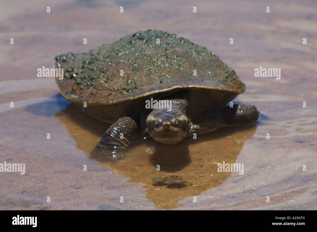 Krefft s River Turtle or Tortoise Emydura krefftii Stock Photo - Alamy