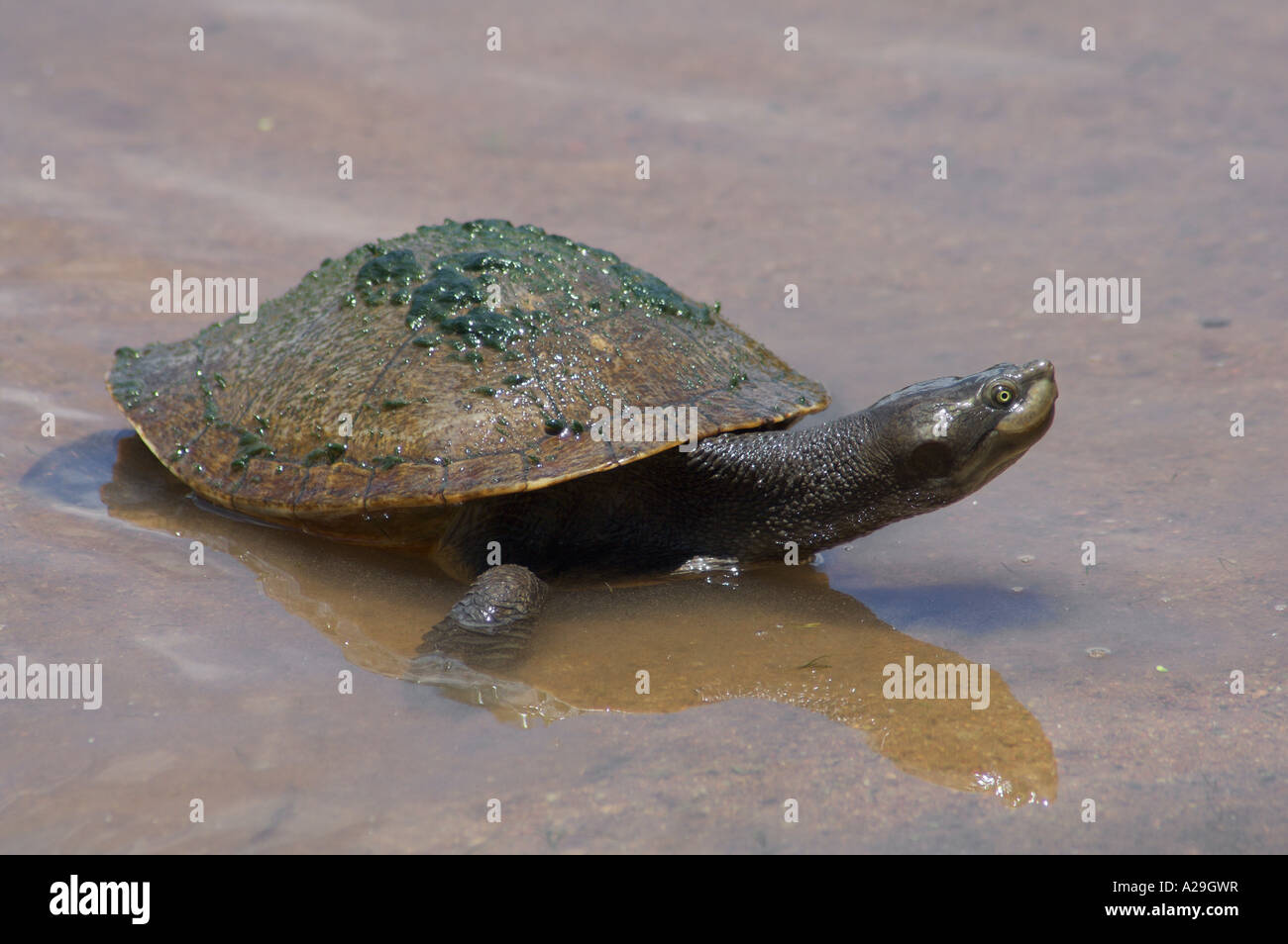 Krefft's River Turtle or Tortoise Emydura krefftii Stock Photo - Alamy