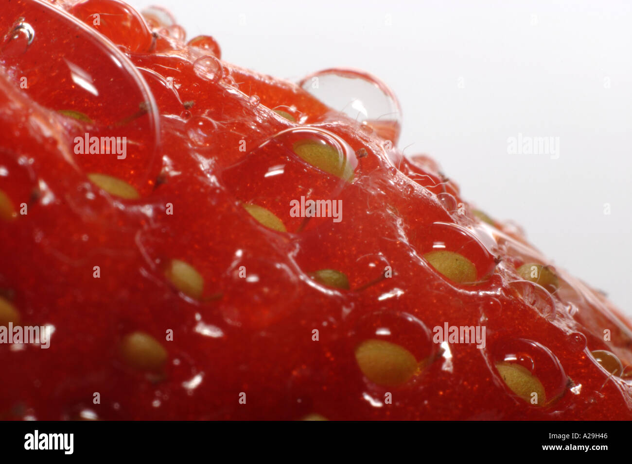 fresh red strawberry covered in water drops against white background ...
