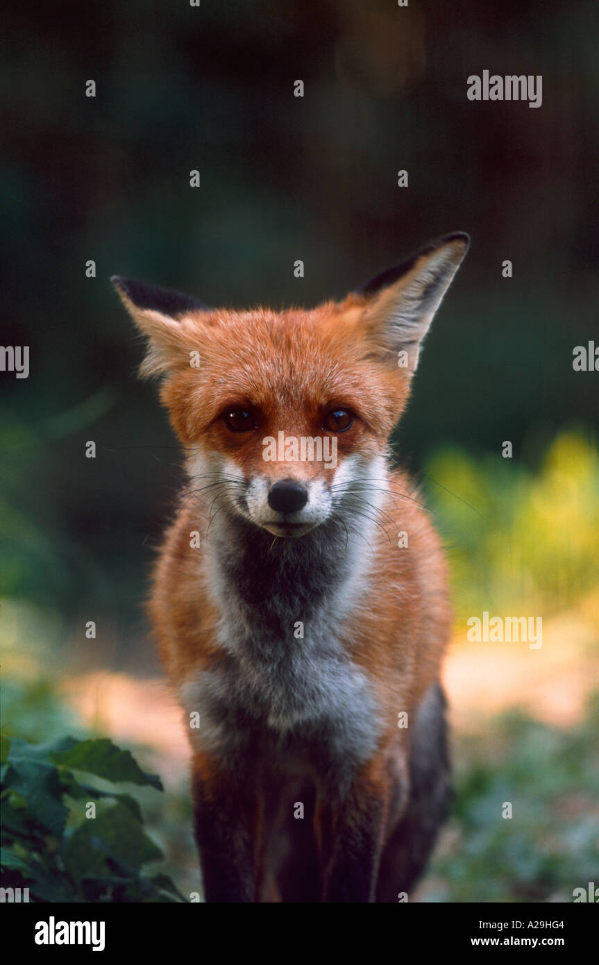 Red fox portrait Stock Photo - Alamy