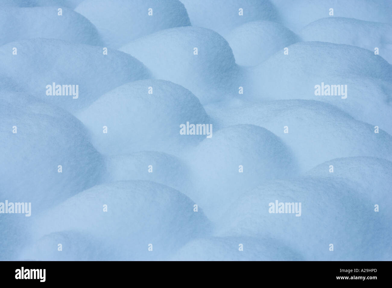 Snow sedges winter hi-res stock photography and images - Alamy